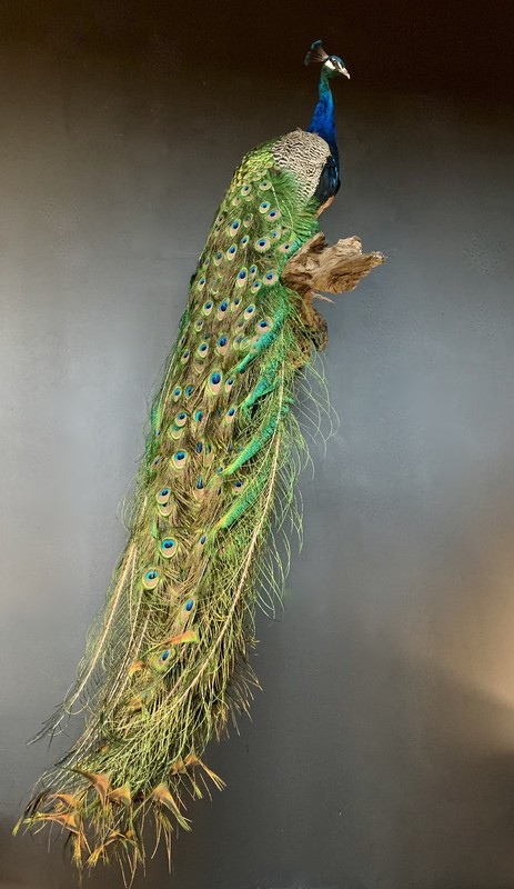 pauw, vogel, taxidermy, opgezet, beest - opgezette vogels, vogels ...