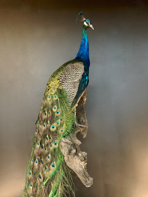 pauw, vogel, taxidermy, opgezet, beest - opgezette vogels, vogels ...